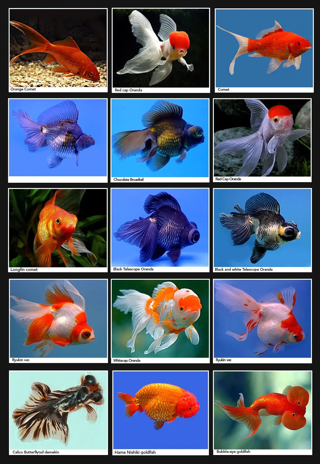 Goldfish Collection | Fancy & Common Goldfish for Aquariums & Ponds ...