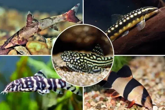 Loaches Collection – Clown, Kuhli, Yoyo & More – Tropical Treasures Wyo LLC