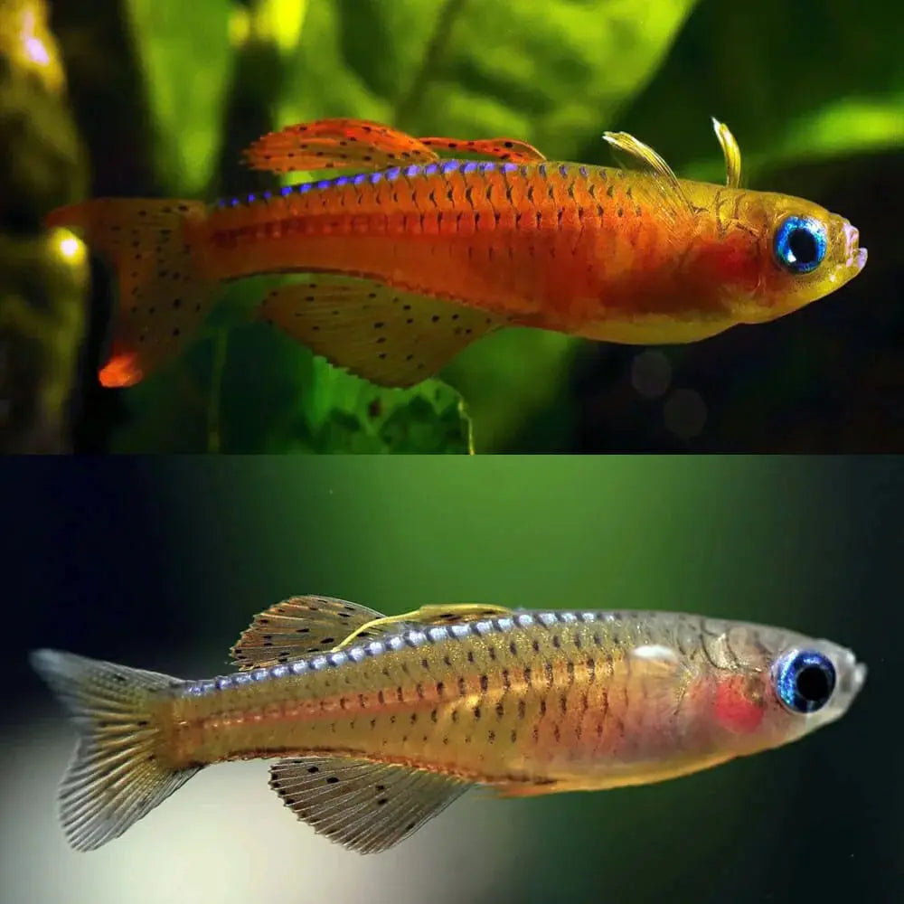 Red Neon Blue Eye Rainbowfish Peaceful Nano Fish – Tropical Treasures ...