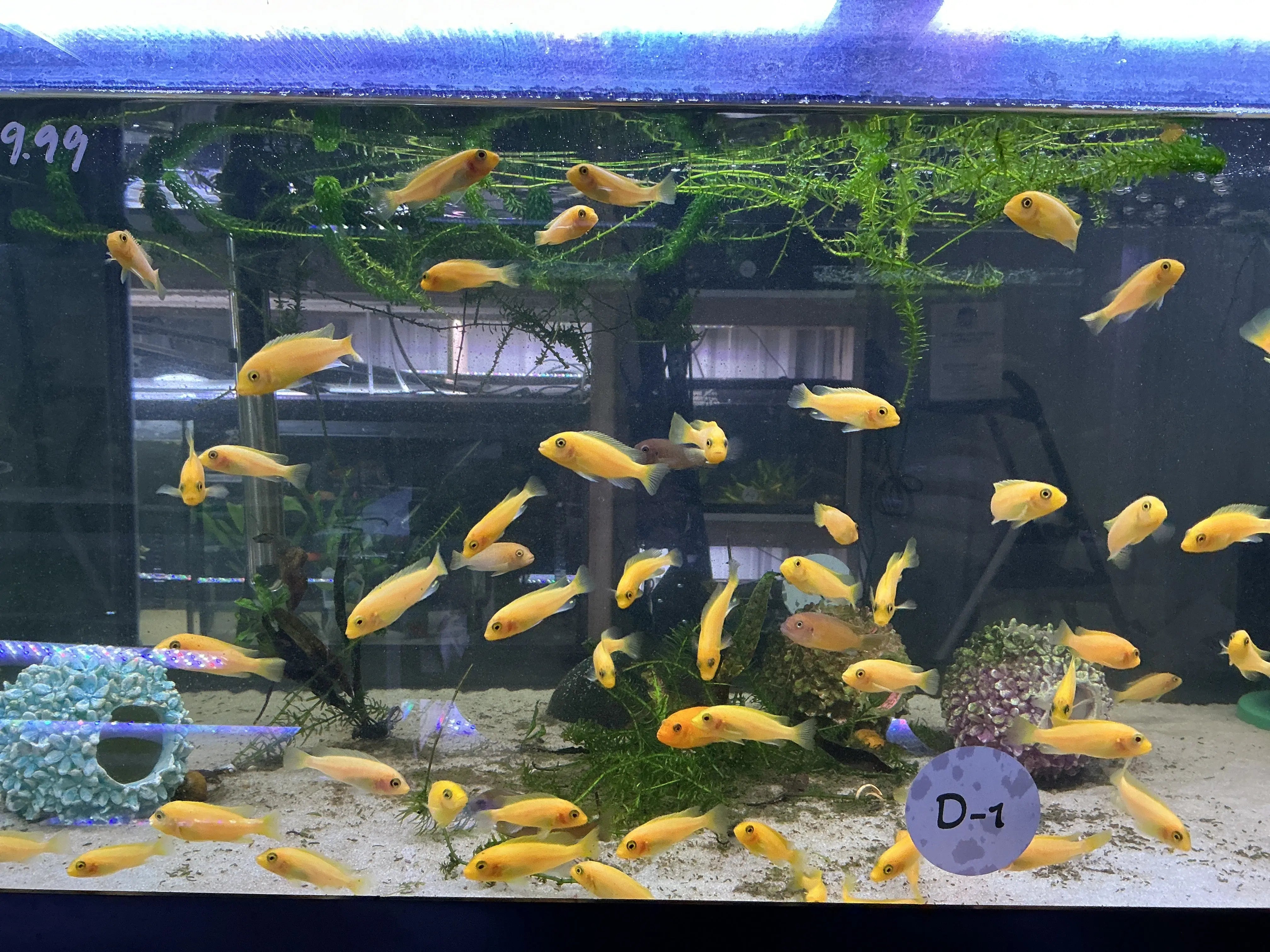 Pseudotropheus estherae “Red Red” | Red Zebra Mbuna Cichlid – Tropical ...