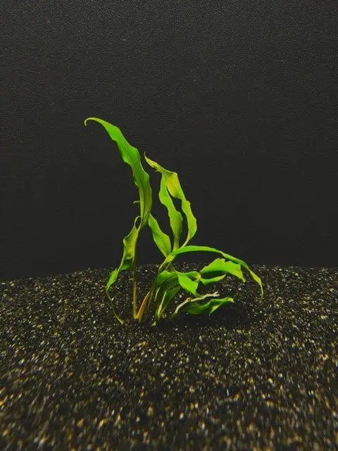 Anubias minima Easy Low Light Aquarium Plant Tropical Treasures Wyo ...