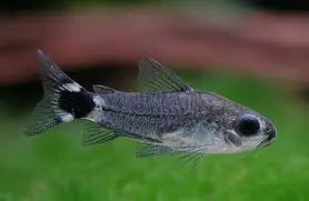 Tailspot Pygmy Corydoras (Hastatus) | Nano Schooling Catfish – Tropical ...