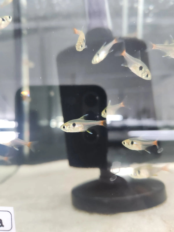 Yellow Phantom Tetra – Peaceful Freshwater Aquarium Fish – Tropical ...