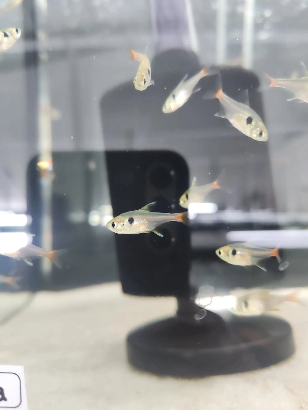 Yellow Phantom Tetra – Peaceful Freshwater Aquarium Fish – Tropical ...